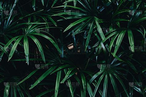 拉皮斯 · 埃克塞尔萨