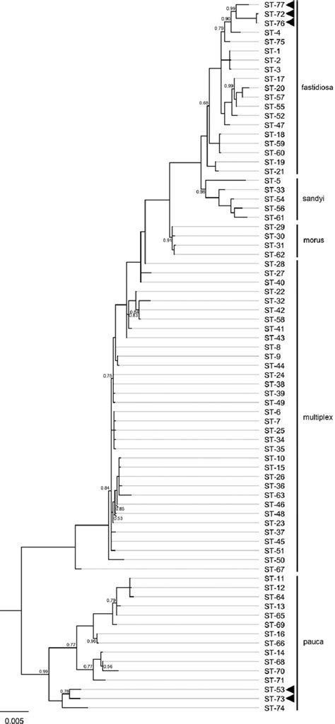 Phylogeny Of Xylella Fastidiosa Sequence Types Sts Based On Bayesian Download Scientific