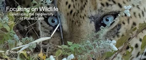 The Burmese Python Problem How 20ft Predators Are Wreaking Havoc On