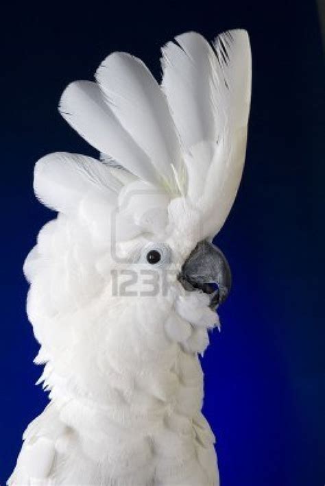 White Umbrella Cockatoo With Spread Wings