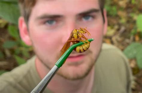 Insects With The Most Potent Sting Trivia Crush