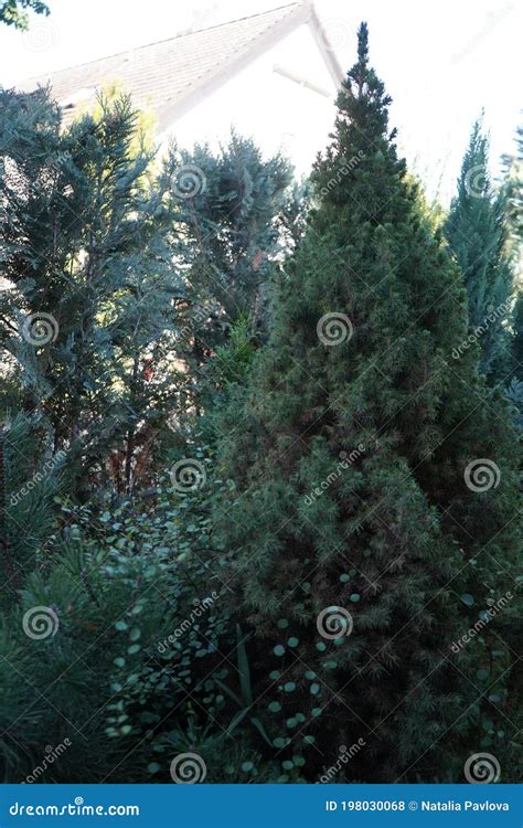 Conifers Of The Order Pinales In The Division Pinophyta Class