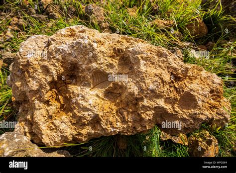 A Trigonia Costata Bivalve Fossil In Limestone On Cleeve Common Near Cheltenham England Stock