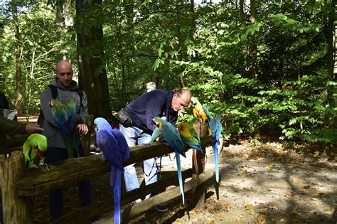 Parrot Life Behaviour And Training Foraging Enrichment Doesnt