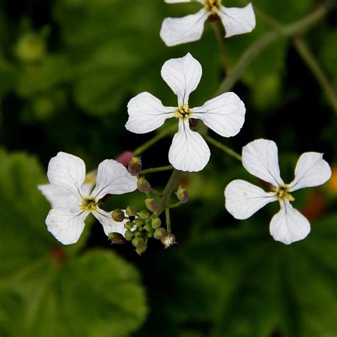 Wild Radish Jointed Charlock Weeds Australia