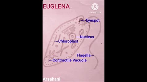 How To Draw Euglena Easily 8th Arsakani Shorts Youtube