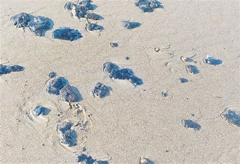 Alarma ‘chapopote A Matamoros Vendría De Derrame