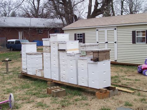 The Buzzing Bee Mickeys Bee Blog