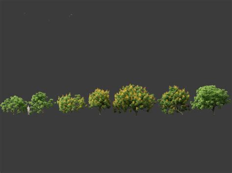 Peltophorum Pterocarpum Yellow Flippednormals