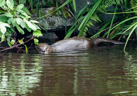 Recent Otter Attack In Montana Almost Unheard Of • Washington State
