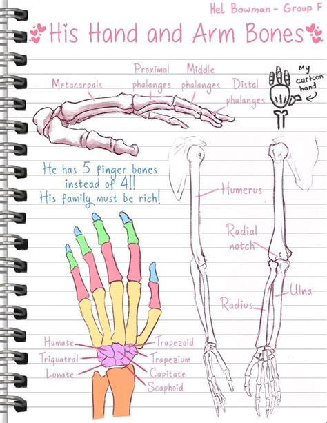 Pin On Skeleton Drawing Tips Skeleton Drawings Body Drawing Tutorial