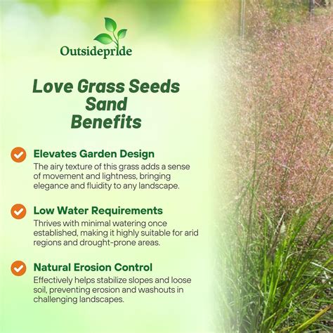 Drought Tolerant Sand Lovegrass Ornamental Grass Plant Seeds