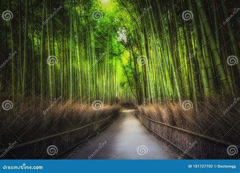 Sagano Bamboo Forest Japanese Trees Royalty Free Stock Image