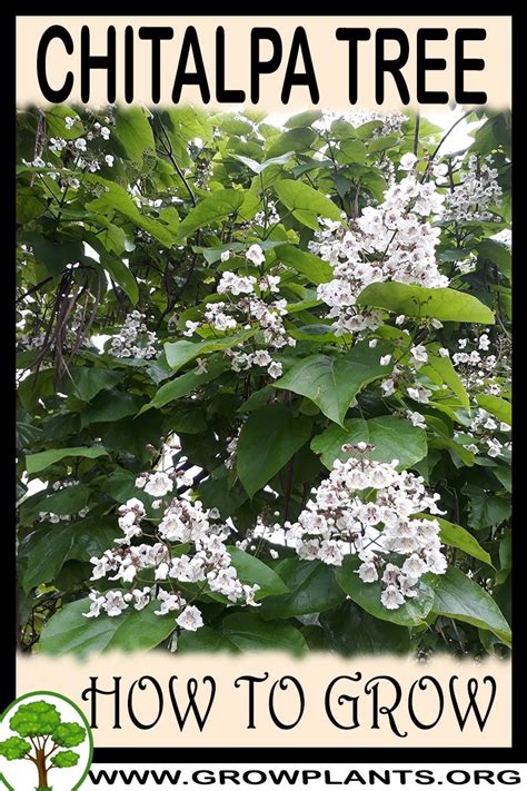 Chitalpa Tree How To Grow And Care