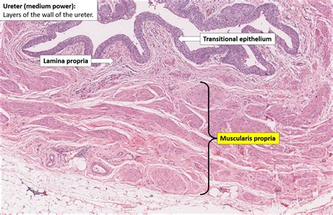 Bladder Histology Labeled Chapter 11 Urinary System Bxsrtk