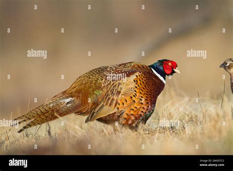 Common Pheasant Phasianus Colchius Ring Necked Pheasant In Natural