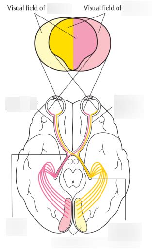 Diagram Of Visual Field Quizlet