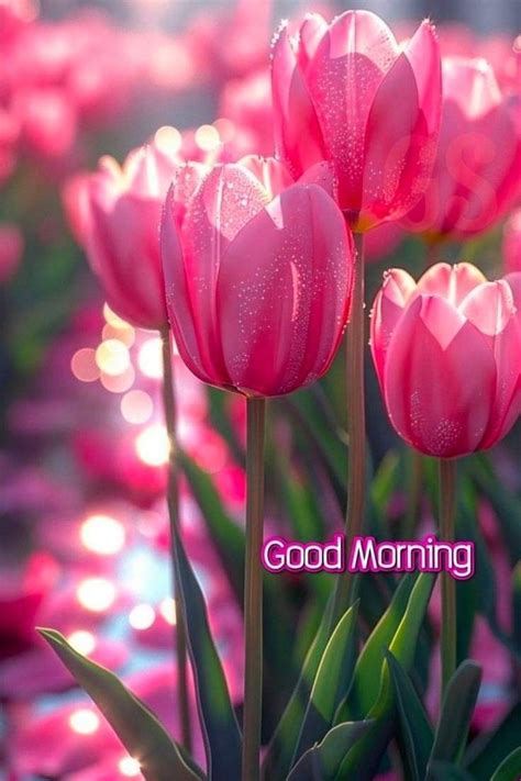 Good Morning Quotes With Beautiful Pink Tulips