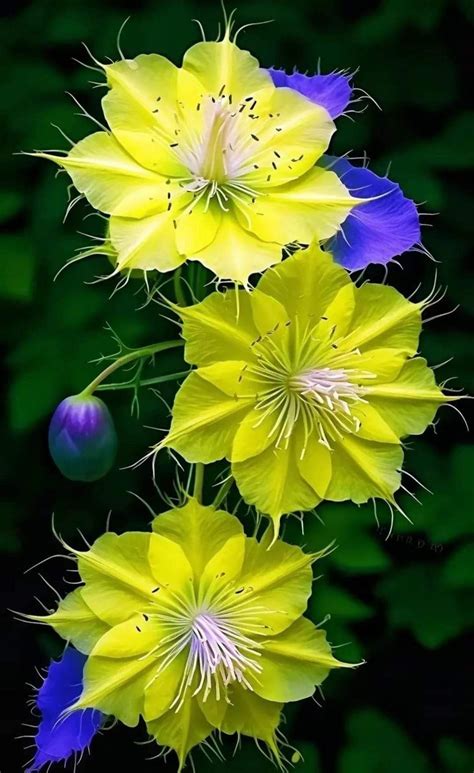 Pin By Echotoeternity On Flowers Of Bangladesh Amazing Flowers