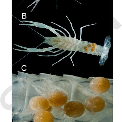 A Ringed Crayfish Orconectes Neglectus From The Stream Within Rodman