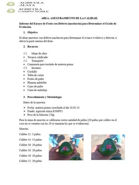 Informe De Evolucion De Machucon Descargar Gratis Pdf Aguacate