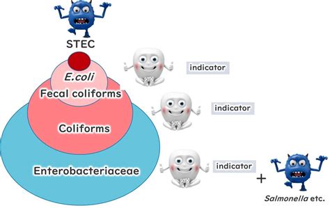 Discovering E Coli And Coliform Bacteria A Closer Look Introduction