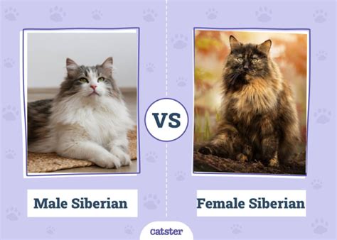 Male Vs Female Siberian Cats What S The Difference With Pictures Catster