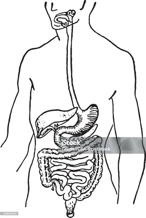 Tubuh Manusia Dengan Organ Ilustrasi Stok Unduh Gambar Sekarang Batang Tubuh Seni Garis