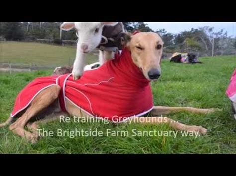 Greyhound Training The Brightside Farm Sanctuary Way Youtube