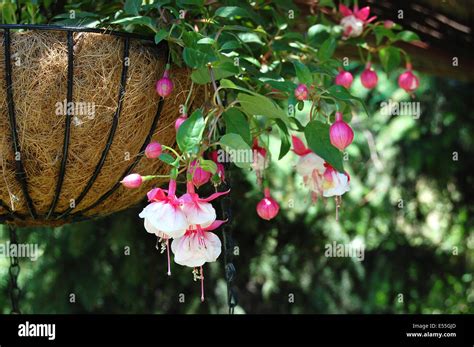 Fuchsia Known Same As Earring Is Permanent Perennial Plant Stock