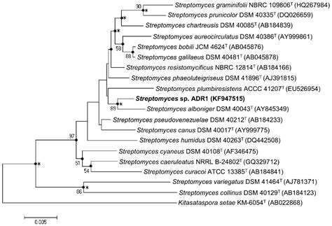 Streptomyces Sp Adr1 Strain Producing β And γ Rubromycin Antibiotics