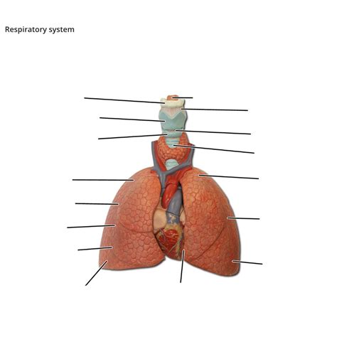 Respiratory System Diagram Quizlet