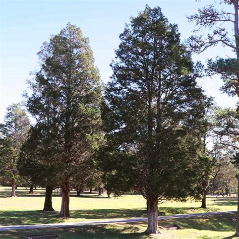 Eastern Red Cedar Tree Cedar Trees Deciduous Trees Red Cedar