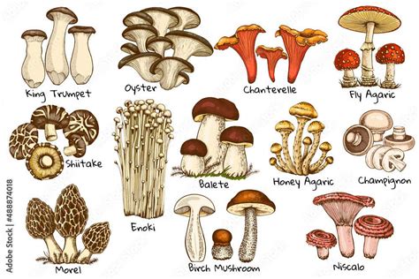 Edible Types Of Mushrooms A Complete Visual Guide To Varieties
