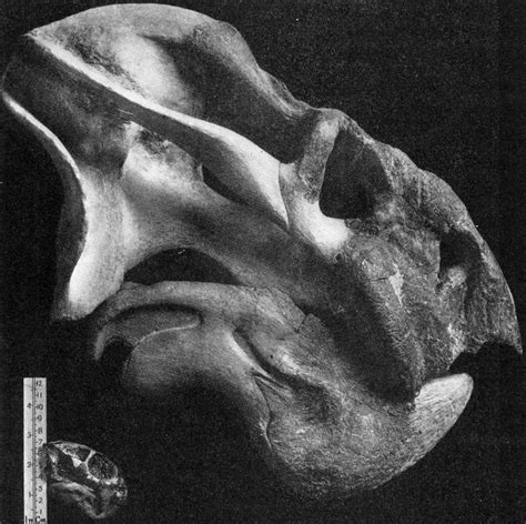 Extinct Animal Of The Week Diictodon Star Of Hollywood