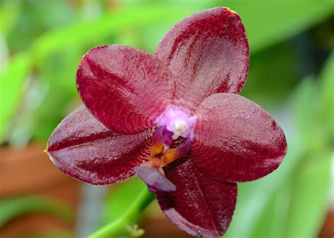 Phal Mituo Sun King Orchid Board Most Complete Orchid Forum On The Web