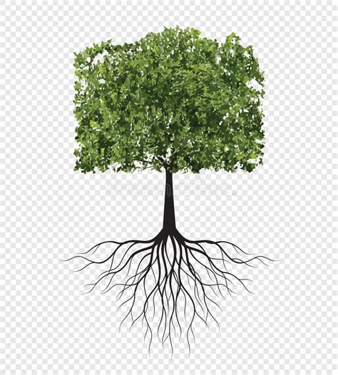 Green Tree With Roots Vector Outline Illustration Stock Vector Illustration Of Green Trunk