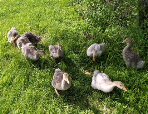 On Pasture Grass Fed Gosling Mowers Forged Mettle Farm