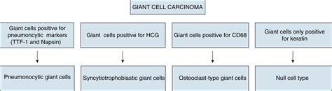 Immunohistology Of Pulmonary And Pleural Neoplasms Clinical Tree
