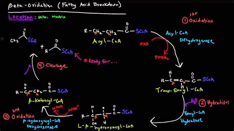 [diagram] Diagram Of B Oxidation Mydiagram Online