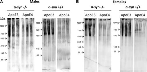 The Effects Of Apolipoprotein E Genotype α Synuclein Deficiency And Sex On Brain Synaptic And