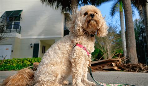 Complete Cavapoo Size Guide Including Growth Charts Animky