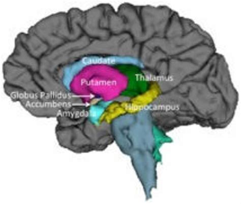 Subcortical Structures Download Scientific Diagram