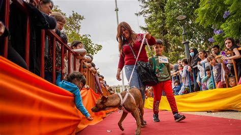 Color Y Alegría En El Desfile De Mascotas En Santa Lucía