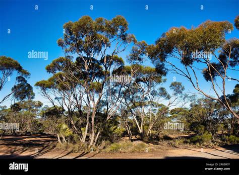 Mallee Eucalyptus In The Australian Outback In The Open Forest Of The