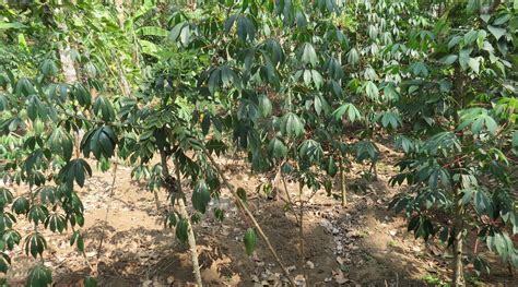 Srr Residency Amaravathi Índia Comparação De Preços E Avaliações Tripadvisor