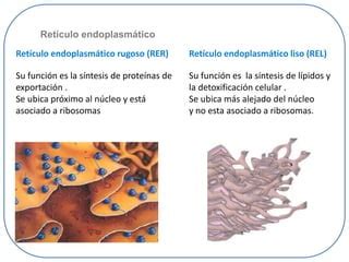 Organelos Y Organización Celular Pdf