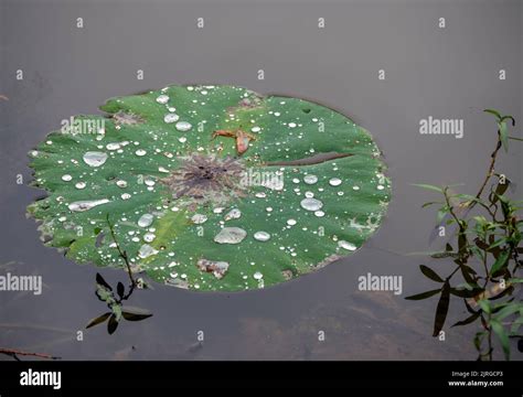 Weeds And A Single Lily Pad Leaf On Top Of An Arkansas Pond Makes A