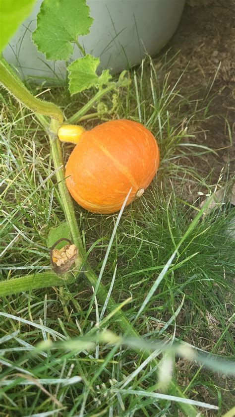 Help Identifying Squash Isnt What I Thought To Be Rvegetablegardening