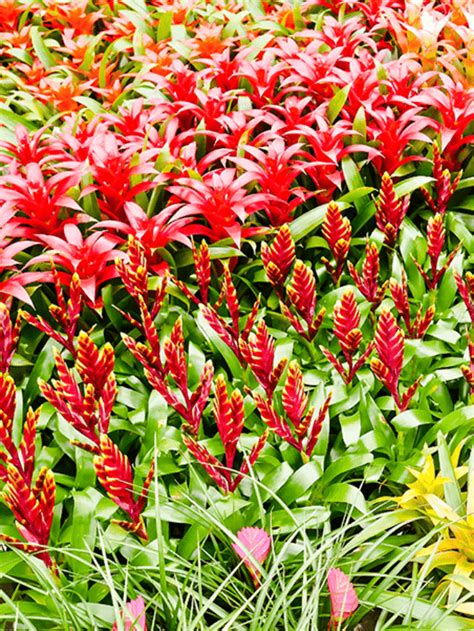 Pruning Bromeliad Flowers Joy Us Garden Care Propagation And Pruning